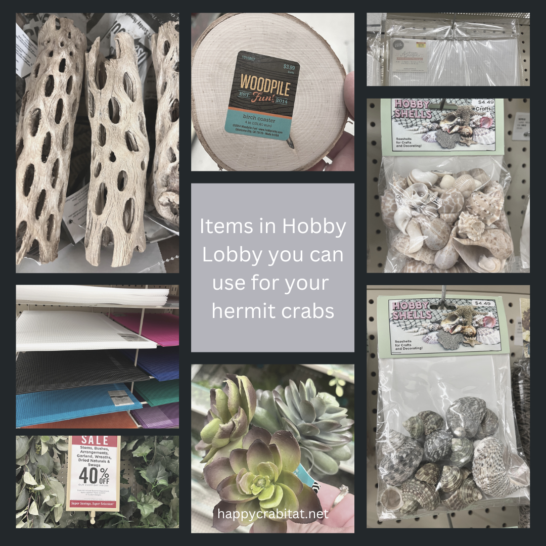 Items in Hobby Lobby you can use for Hermit Crabs – Happy Crabitat